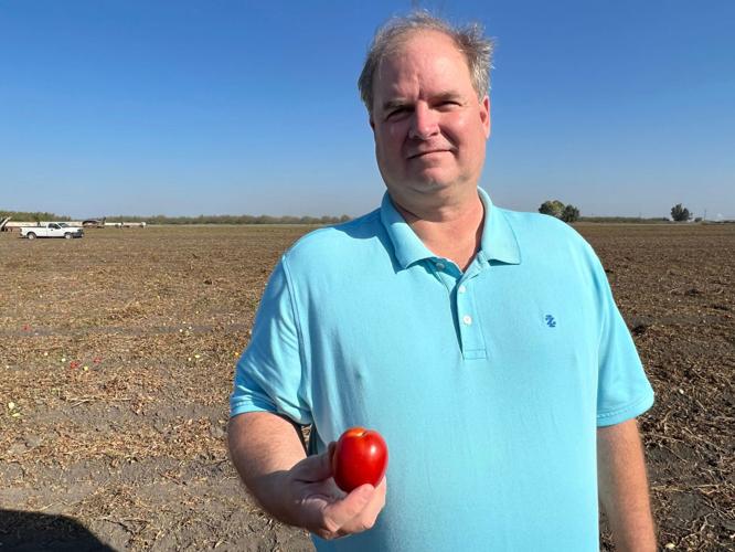 California's tomato farmers are getting squeezed by water crisis as ...