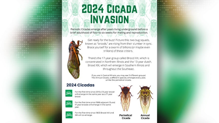 The Cicadas are here! Why some spots have them and other's don't ...