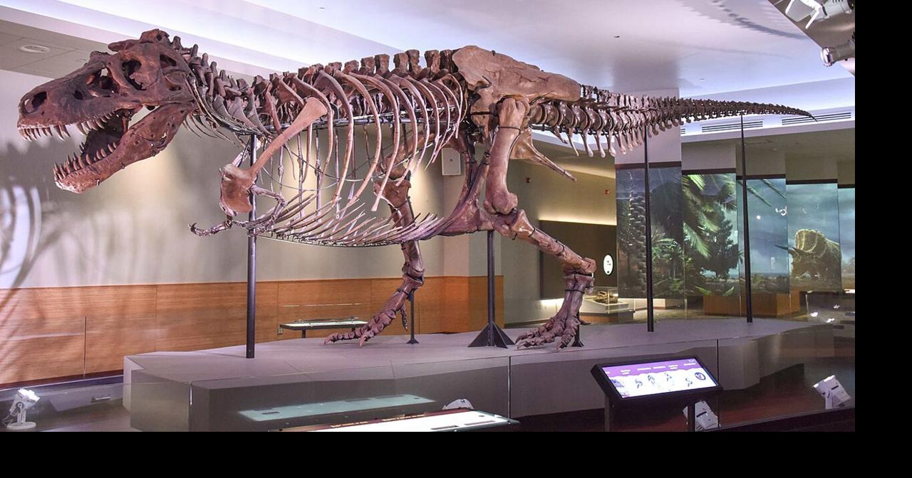 T-Rex arm removed for research | Anatomy | wrex.com