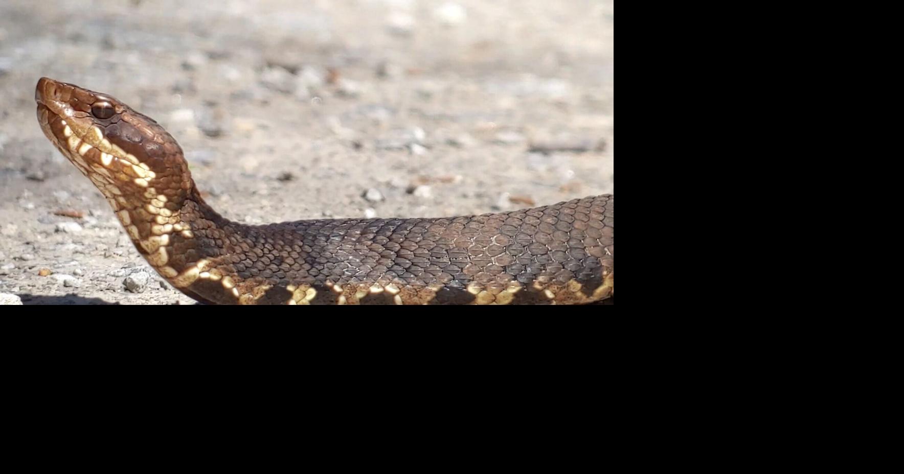 Illinois road will soon close due to snake migration | Zoology | wrex.com