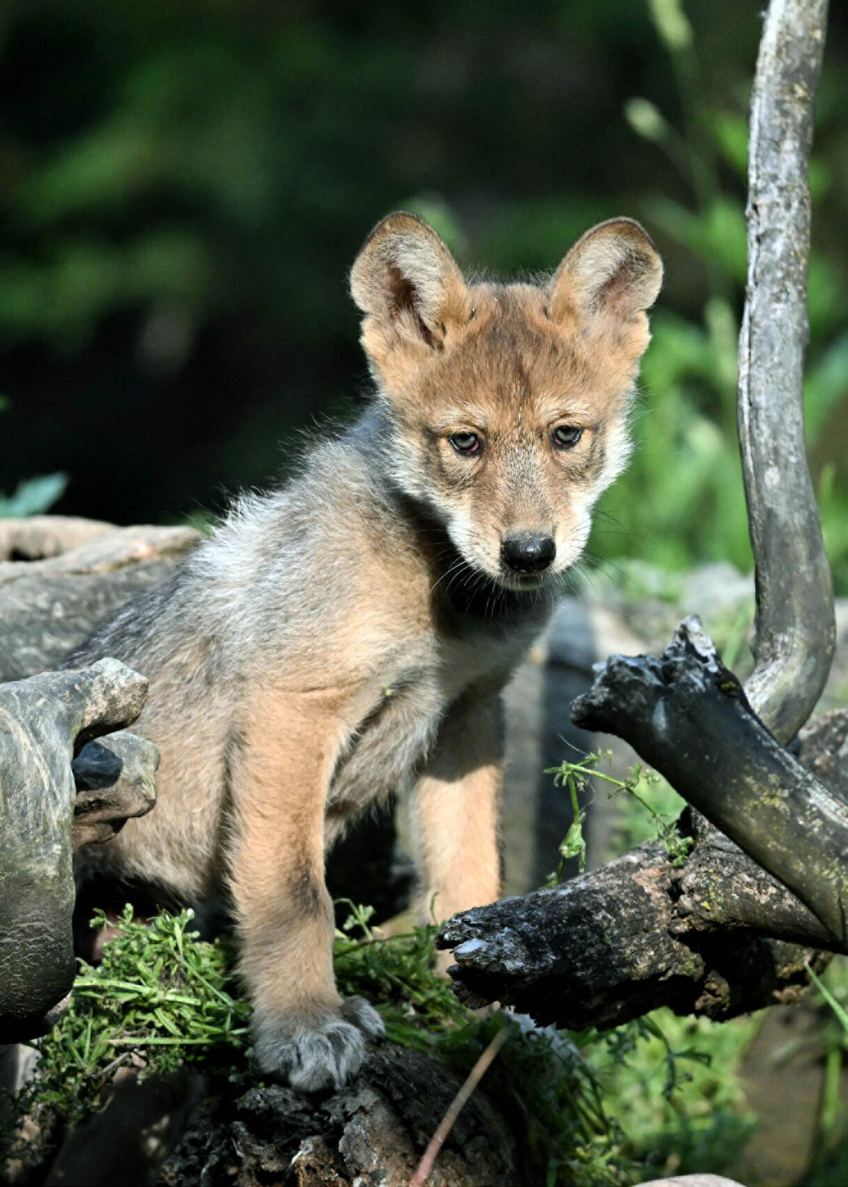 Mexican wolf pup at Brookfield Zoo has a new name | Zootechnics | wrex.com