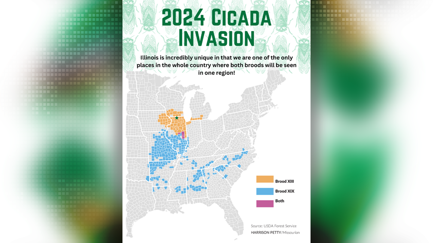 The Cicadas are here! Why some spots have them and other's don't ...