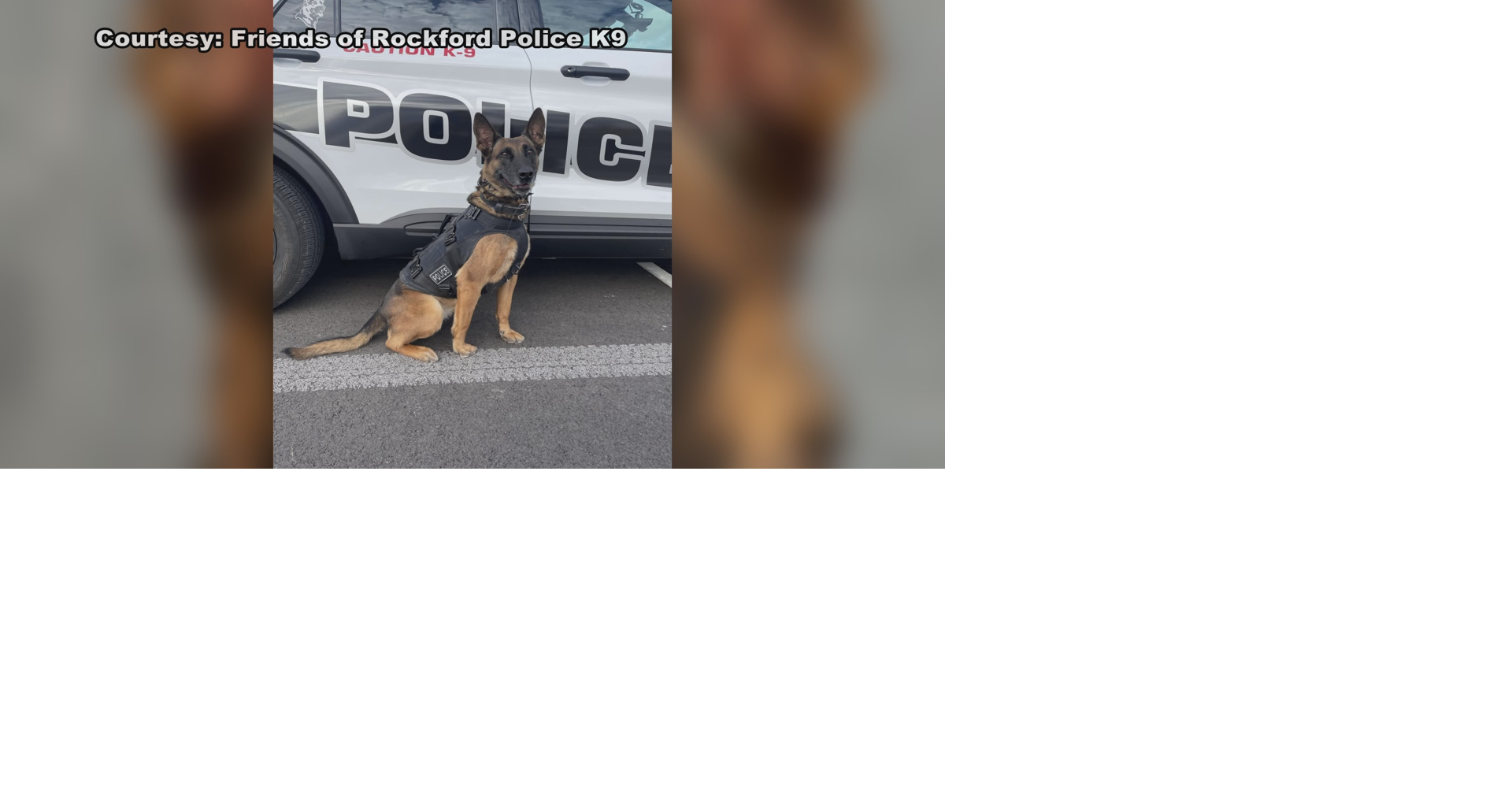 Local organization remembers K9 Nyx on the one-year anniversary of her ...