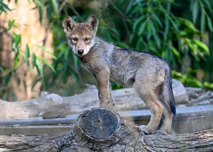 Mexican wolf pup at Brookfield Zoo has a new name | Zootechnics | wrex.com