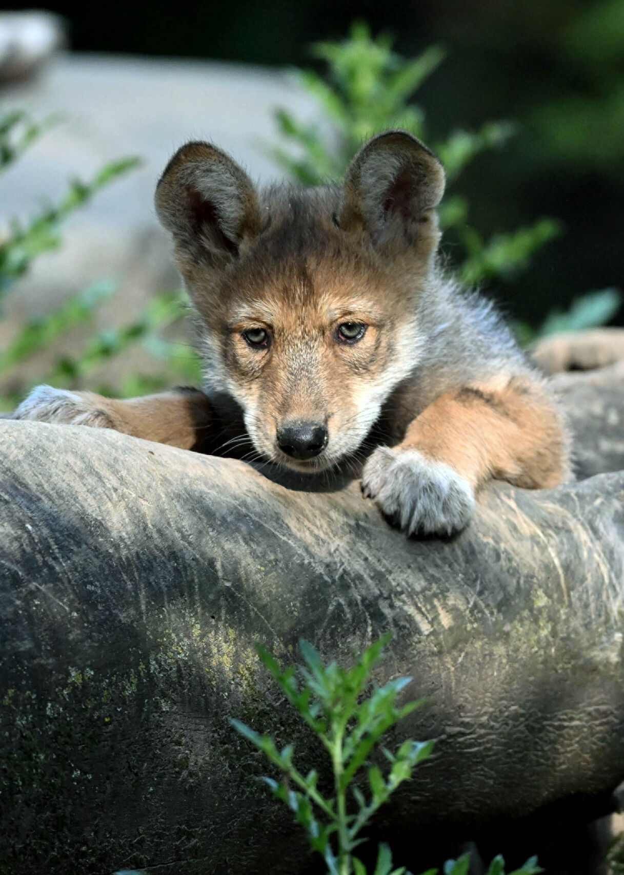 Mexican wolf pup at Brookfield Zoo has a new name | Zootechnics | wrex.com