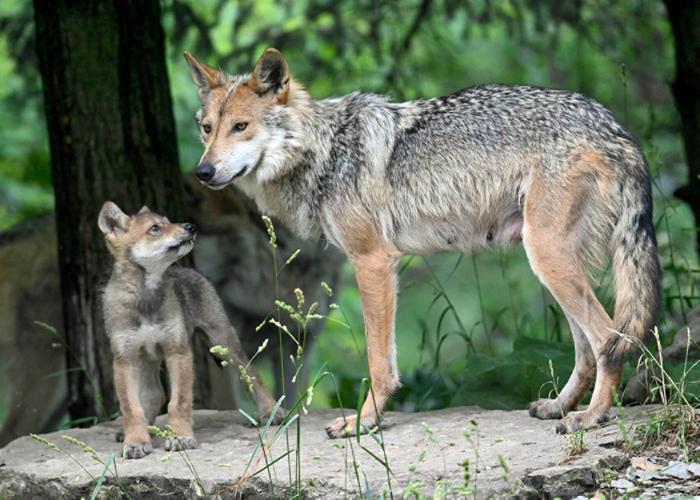Photos: Mexican Wolf Pup at Brookfield Zoo Named | | wrex.com