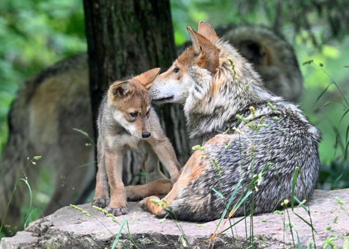 Photos: Mexican Wolf Pup at Brookfield Zoo Named | | wrex.com