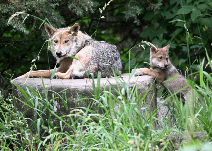 Mexican wolf pup at Brookfield Zoo has a new name | Zootechnics | wrex.com