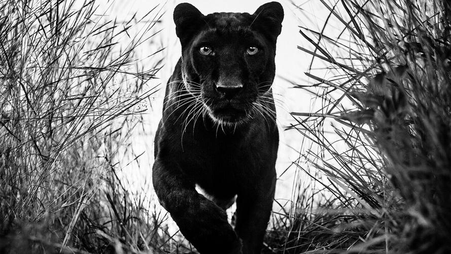 Wildlife and celebrity photographer reveals secrets behind most iconic ...