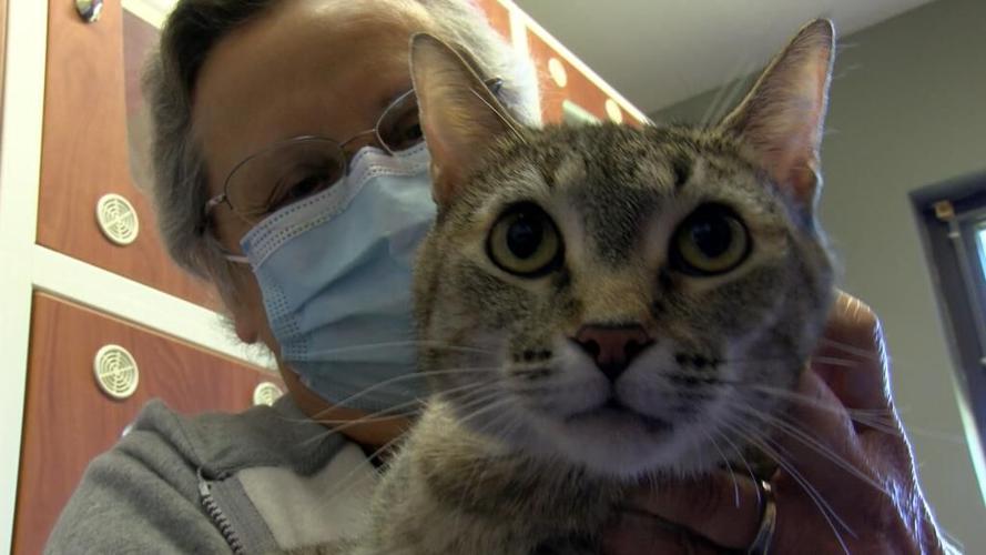 WCAS adoption coordinator retires after 26 years of finding pets new ...