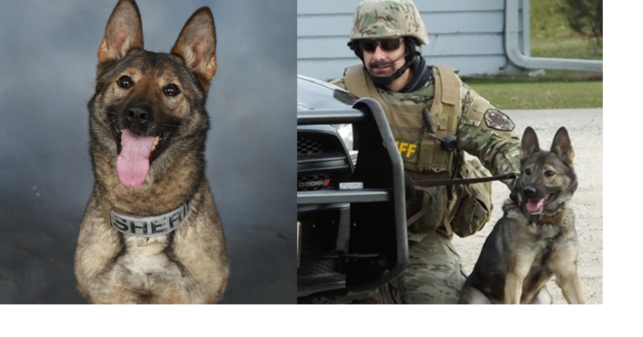 Rock County Sheriff's Office honors K9 Sasha | News | wrex.com