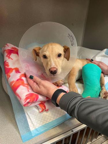 Animal rescue pilot and dog killed in plane crash in New York mountains ...