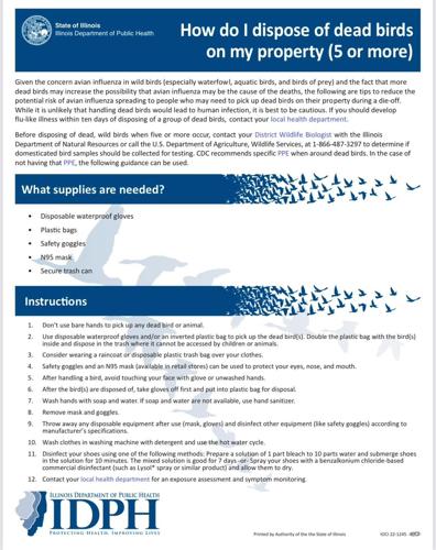 IDPH is not picking up dead birds for testing in 2025. Here's what to ...