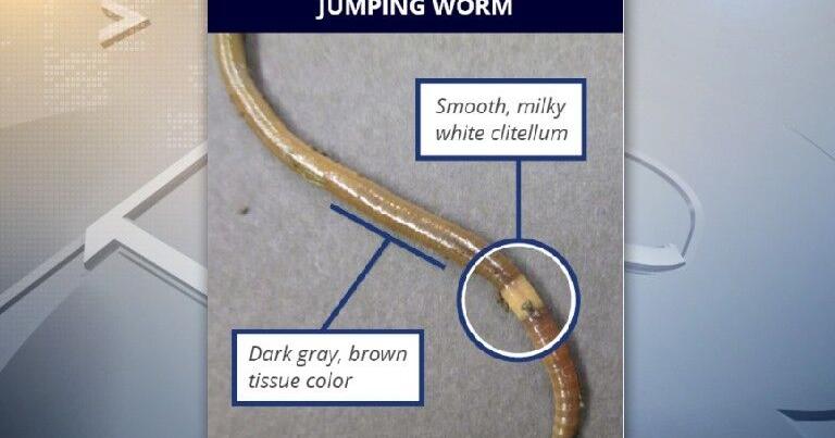 Report: Jumping worms found in Winnebago, Stephenson counties | News ...