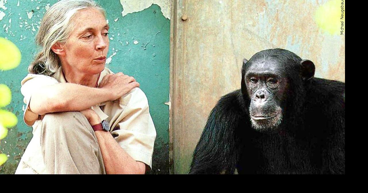 Conservationist Jane Goodall, whose work revolutionized the study of ...