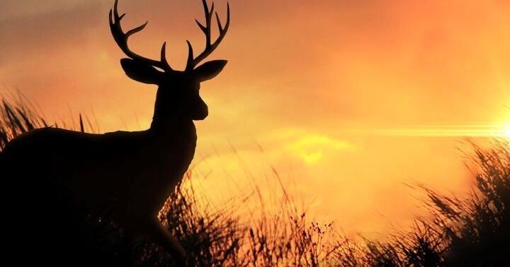 IDOT issues warnings for drivers as deer mating season returns | News ...
