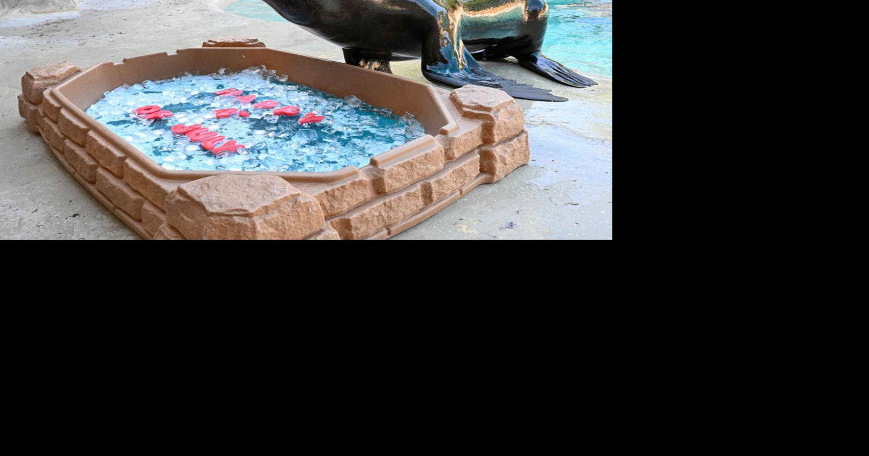 Brookfield Zoo animals receive 4th of July-themed enrichment, food for ...