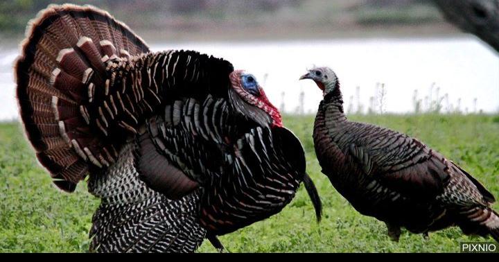 Hunters harvested nearly 300 wild turkeys in Illinois during fall ...