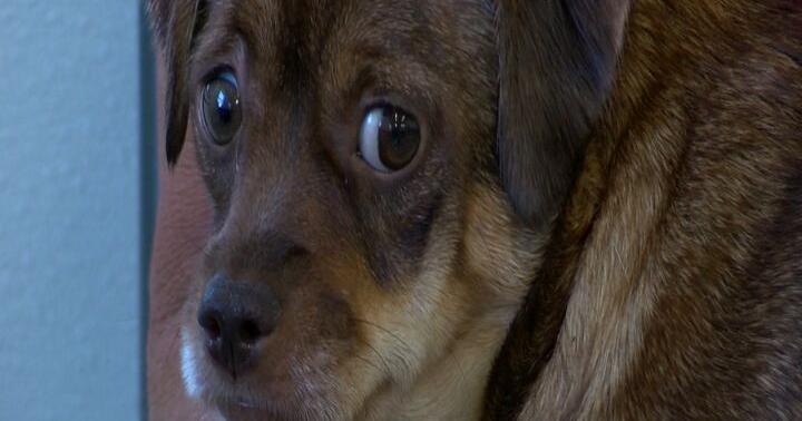 PAWS Place: Penelope is looking for her “Furever Home” | News | wsiltv.com