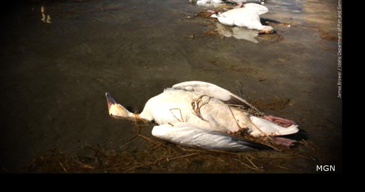 Illinois & Missouri monitoring potential avian flu outbreaks in ...