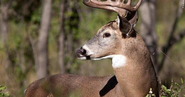 Hunters in Illinois encouraged to use CWD testing sites | Illinois ...