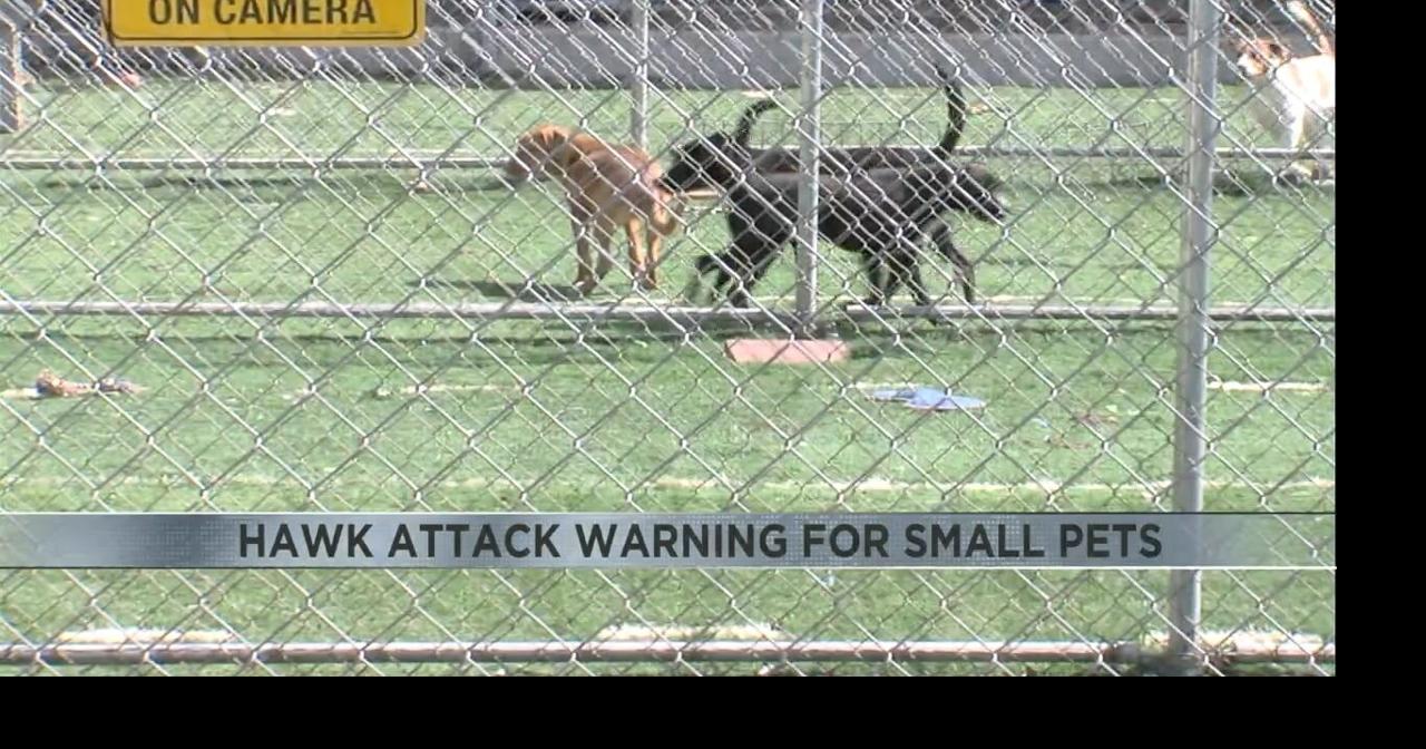 Animal experts warn of Hawks attacking small pets | Illinois | wsiltv.com