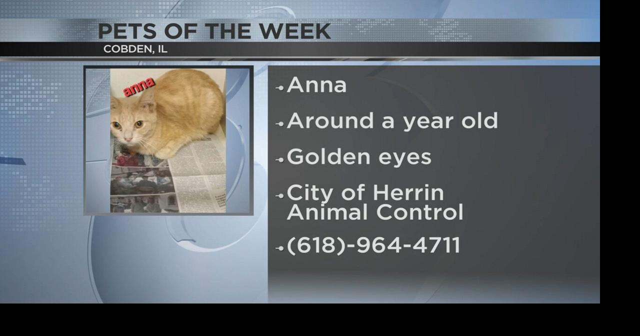 Pets of the Week - Anna | Video | wsiltv.com