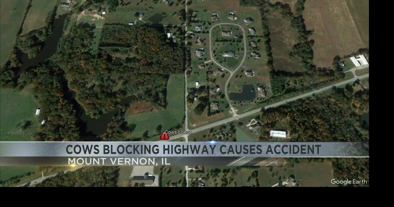 Roadway cleared after cows block traffic and cause crash | Video ...