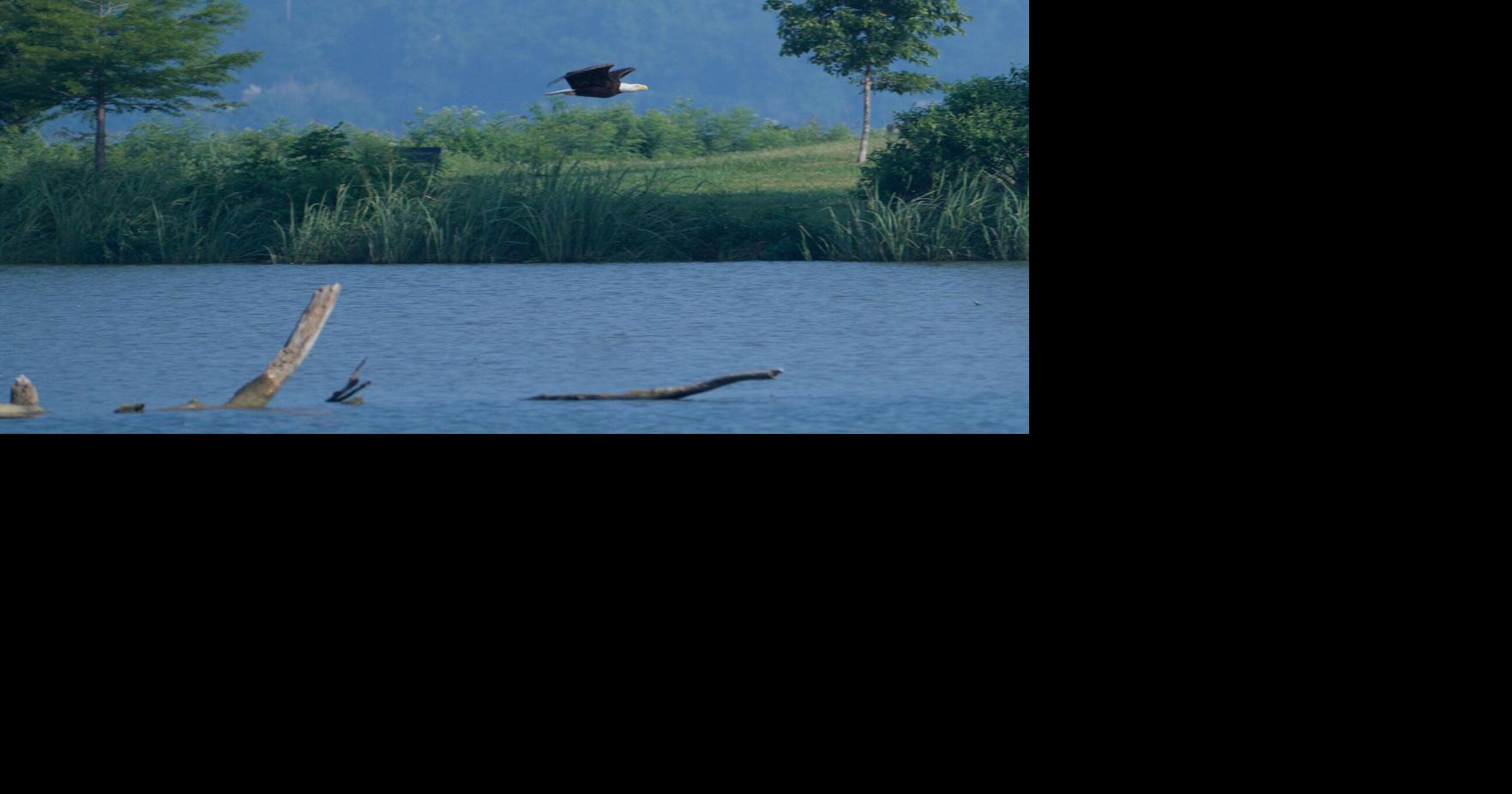 After the storm, bald eagles ‘Nick’ and ‘Nora’ left desperately ...