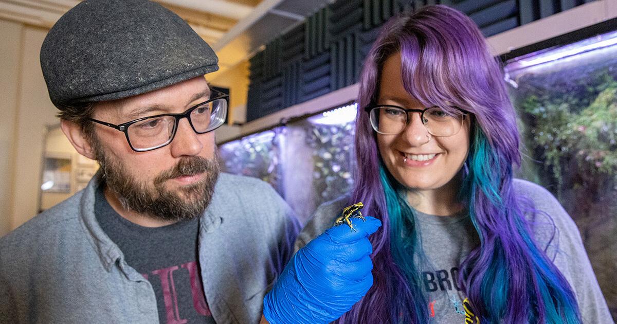 SIU Researchers help identify three new species of poison dart frogs in ...