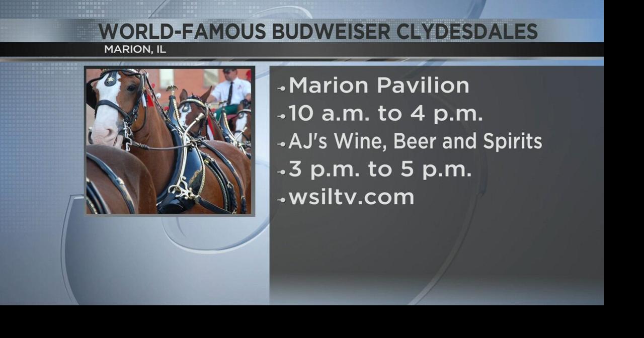 World-famous Budweiser Clydesdale horses now on display at various ...