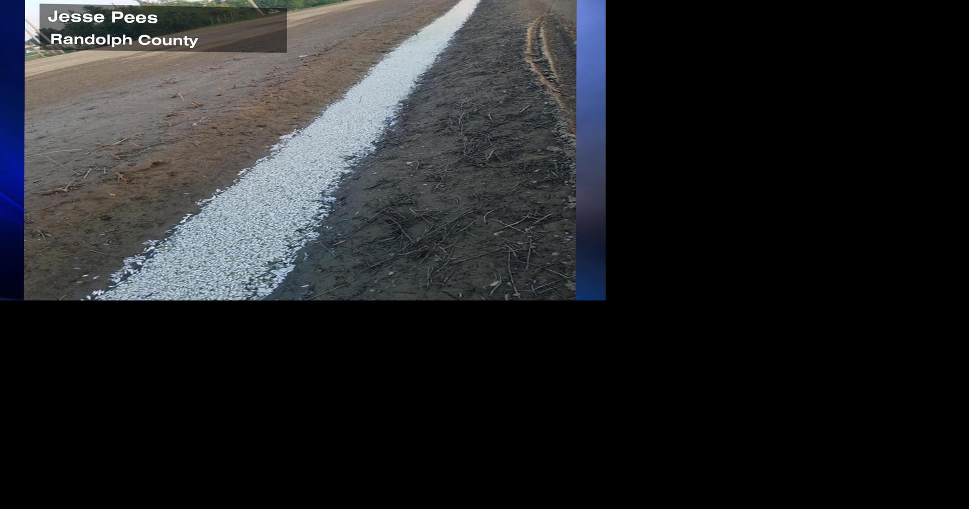 Pictures show thousands of dead Asian carp in ditch after flood water ...