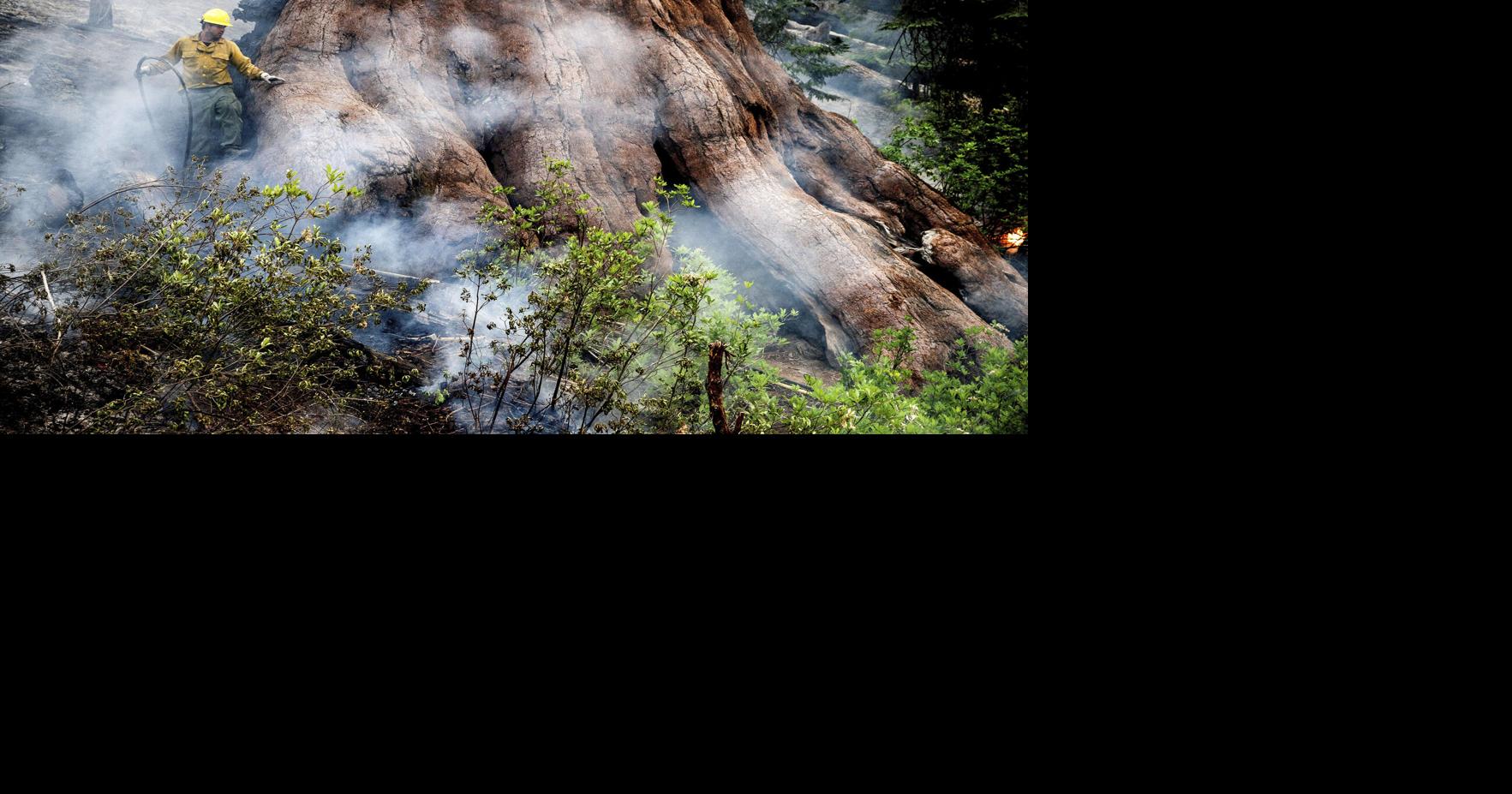 sequoia tree surgeons