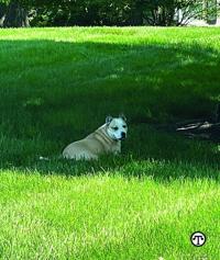 Managed Landscapes Help Combat Summer’s Biggest Challenges | Community ...