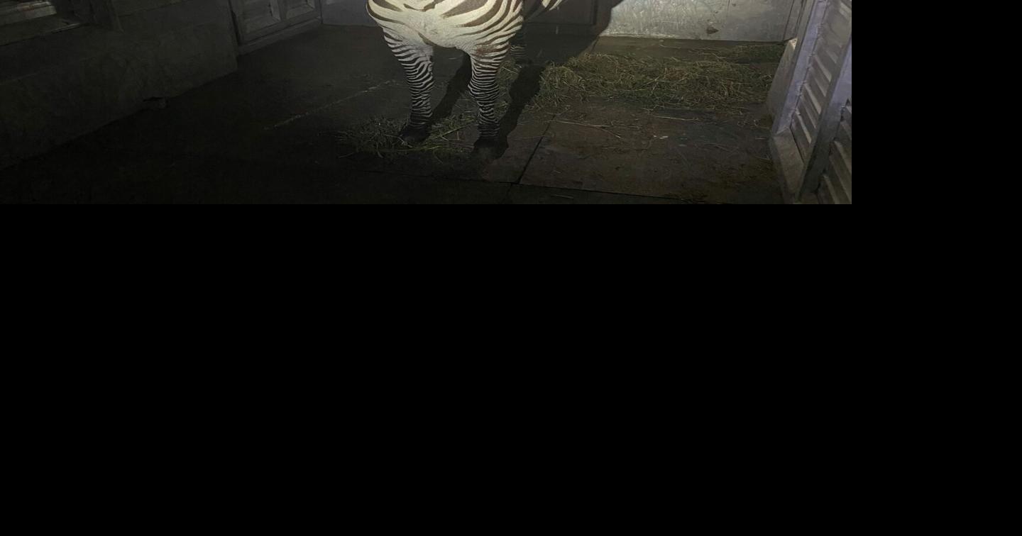 Escaped zebra captured after nearly a week on the lam | News | wsiltv.com