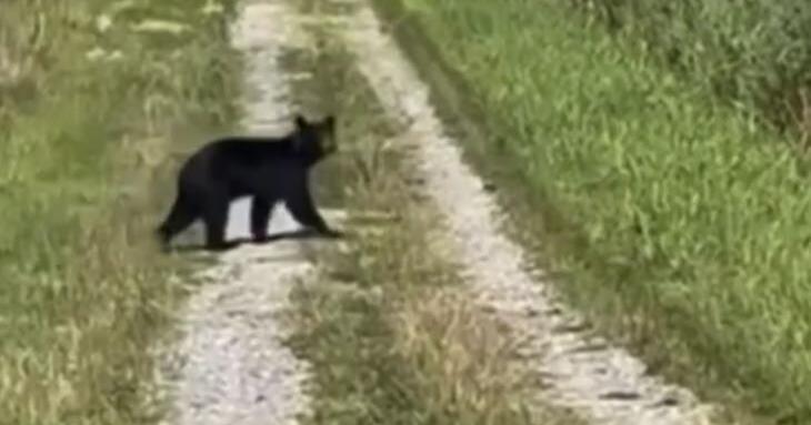 "Leave the Bear Alone" - IDNR Urges People Not to Approach Black Bear ...