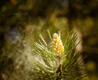 pine tree pollen allergy