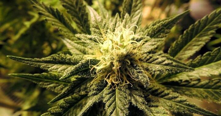 Thrive Dispensary opening Metropolis location | News | wsiltv.com