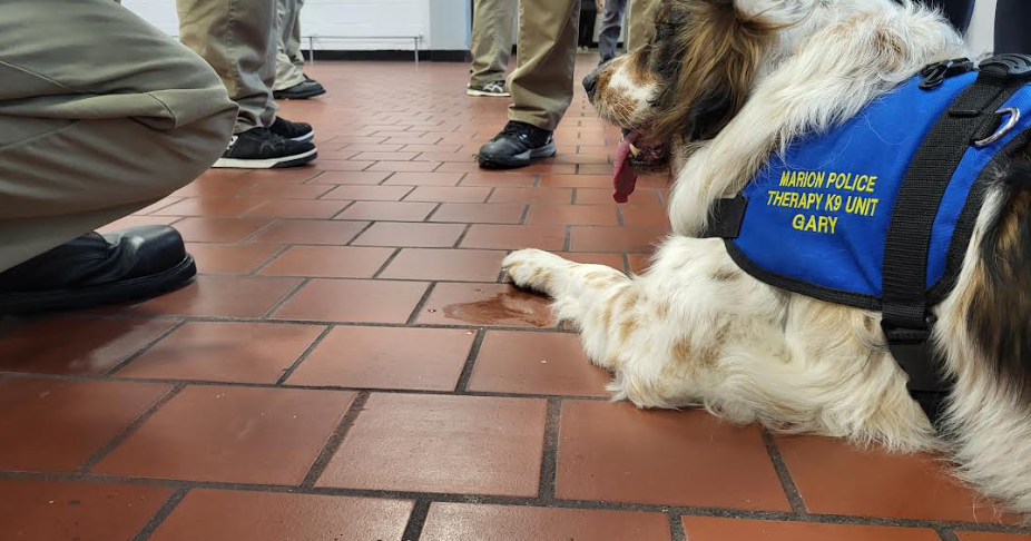 USP Marion to train shelter dogs for adoption | News | wsiltv.com