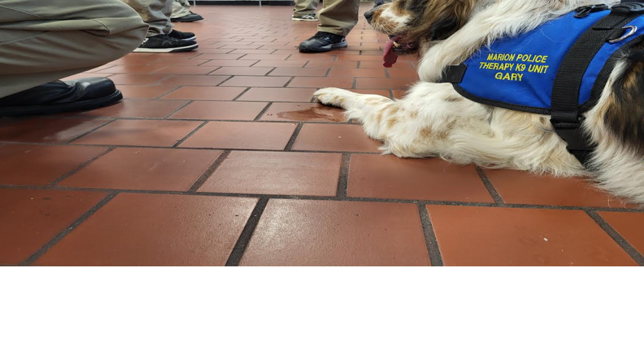 USP Marion to train shelter dogs for adoption | News | wsiltv.com