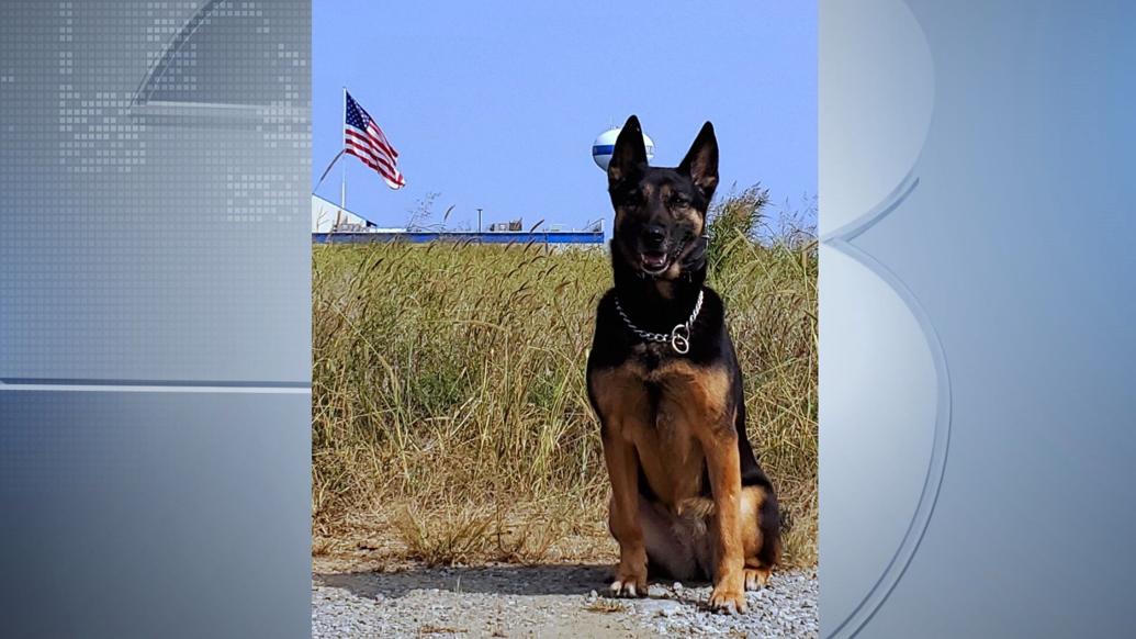 K9 Officer Passes Away, Days Before Retirement in Marion | Illinois | wsiltv.com