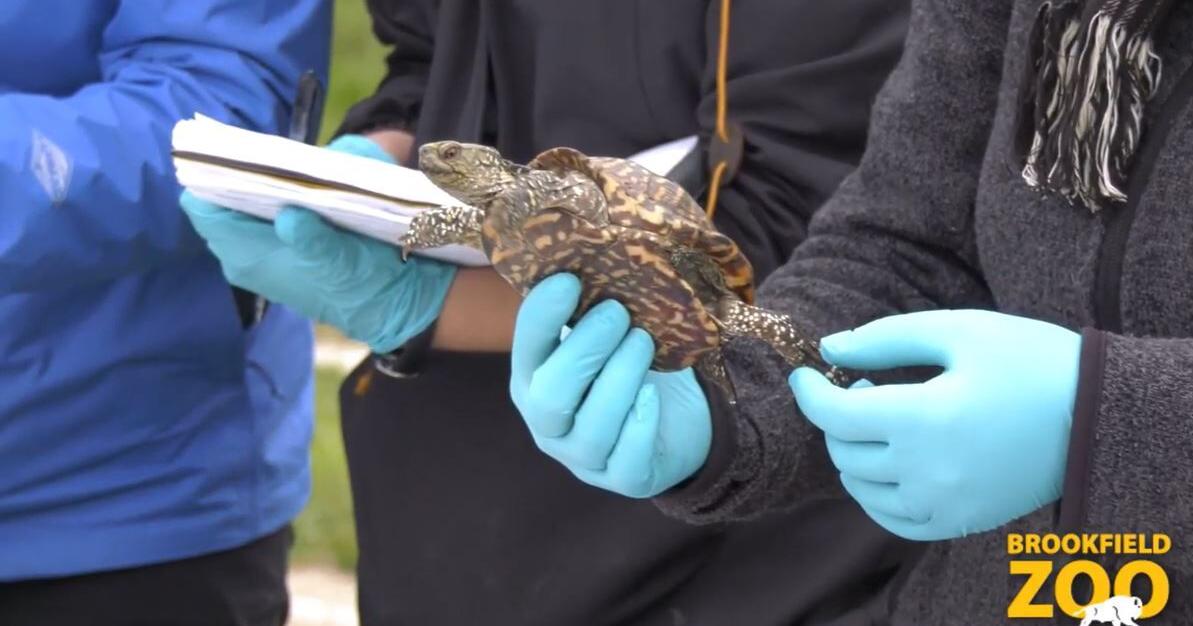 Illinois researchers working to save ornate box turtles | News | wsiltv.com