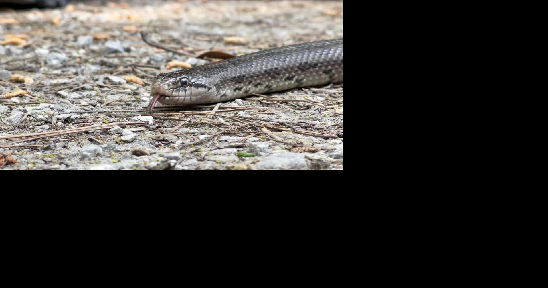 "They won't attack you unless provoked" -- Snake awareness | Illinois ...