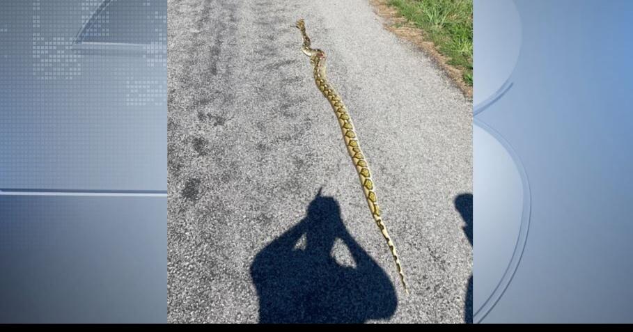 Authorities Euthanize Large Snake after Injured by Train in Southern ...