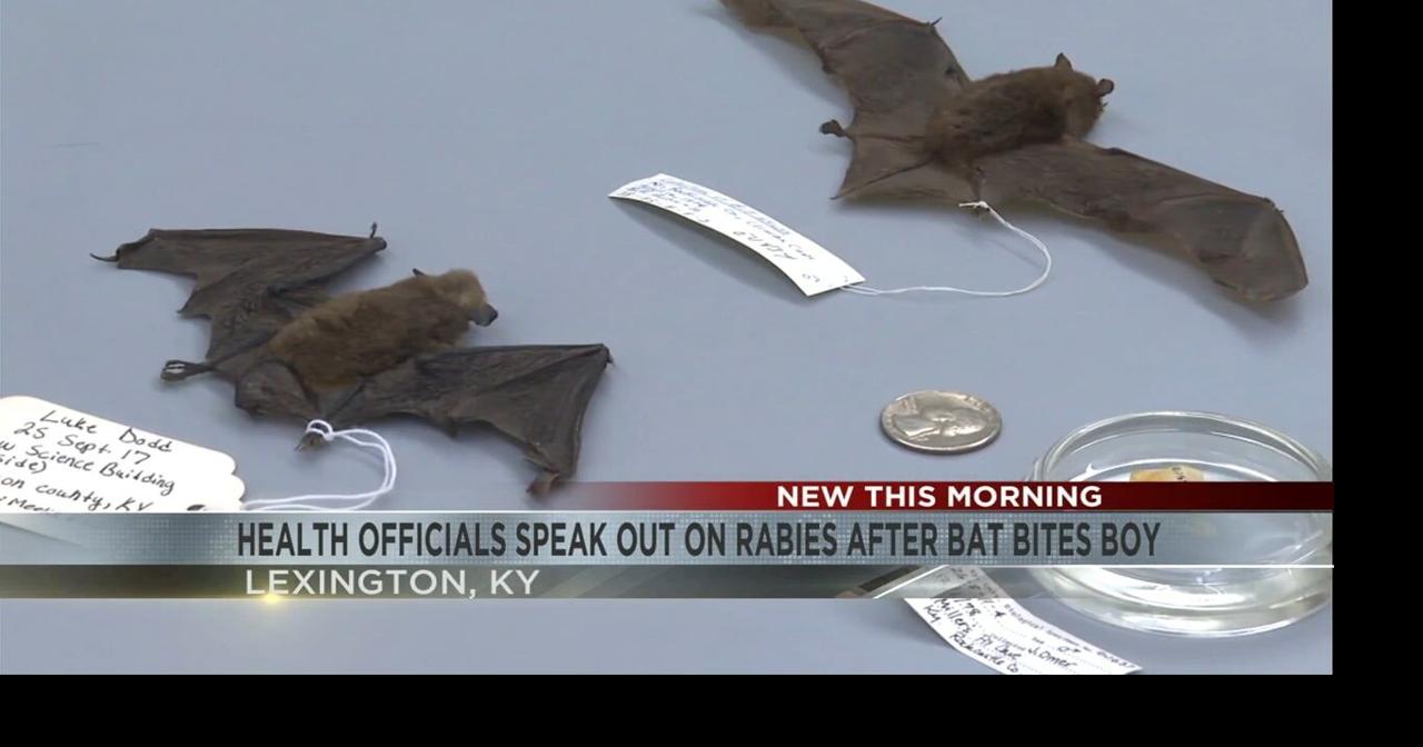 Kentucky health officials speak out on Rabies after bat bites boy ...