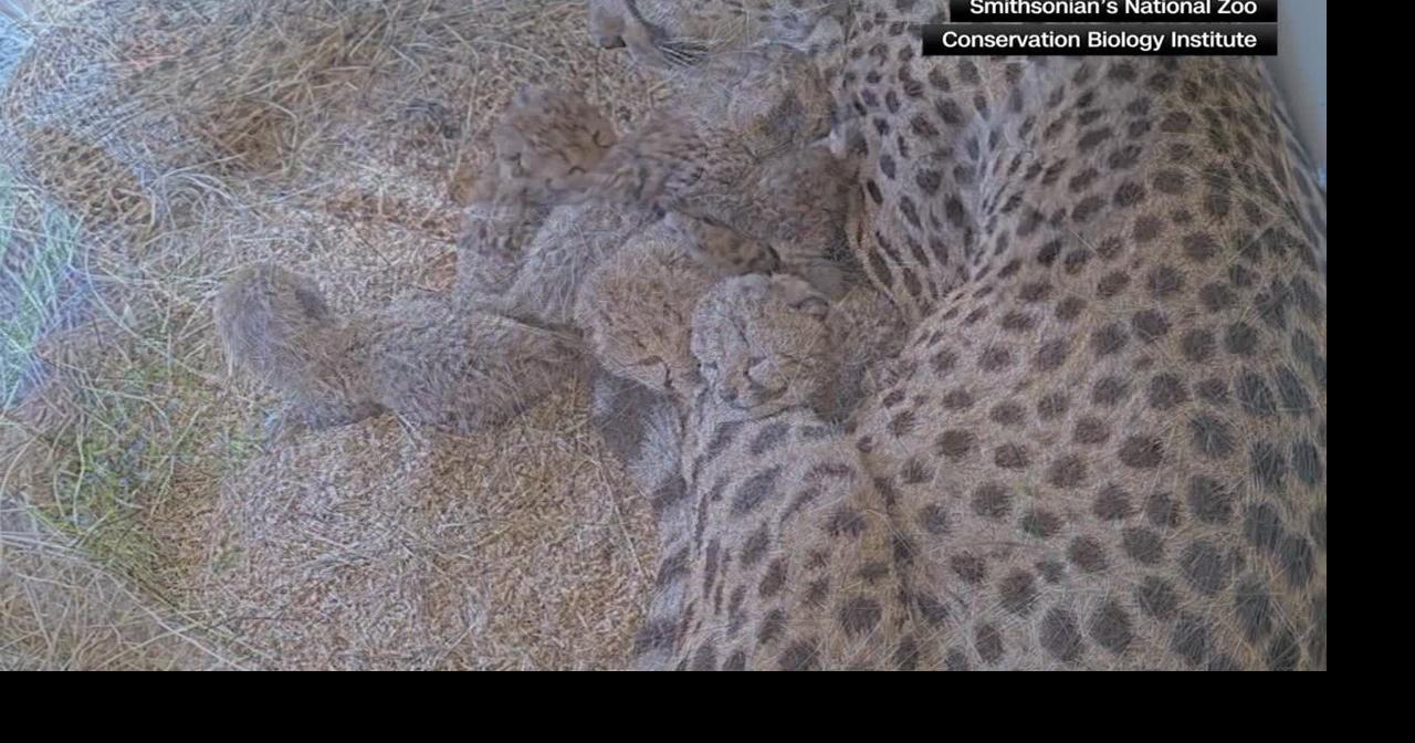 5 Cheetah Cubs Born To Smithsonian Zoo (Cute!) | Video | wsiltv.com