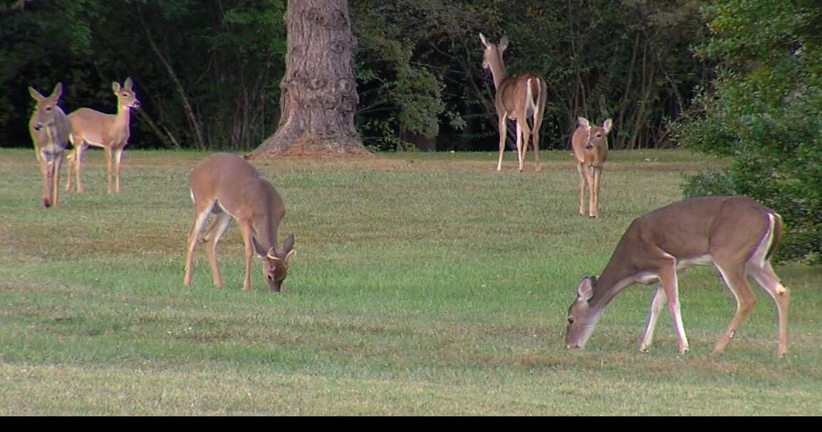 Wildlife thrives best in its natural environment | News | wsiltv.com
