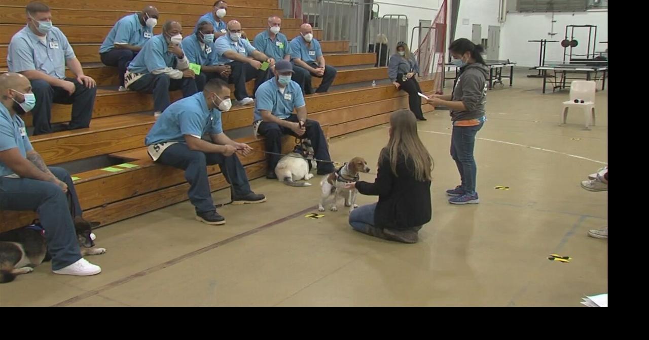 Program helps veterans receive companion dogs | News | wsiltv.com