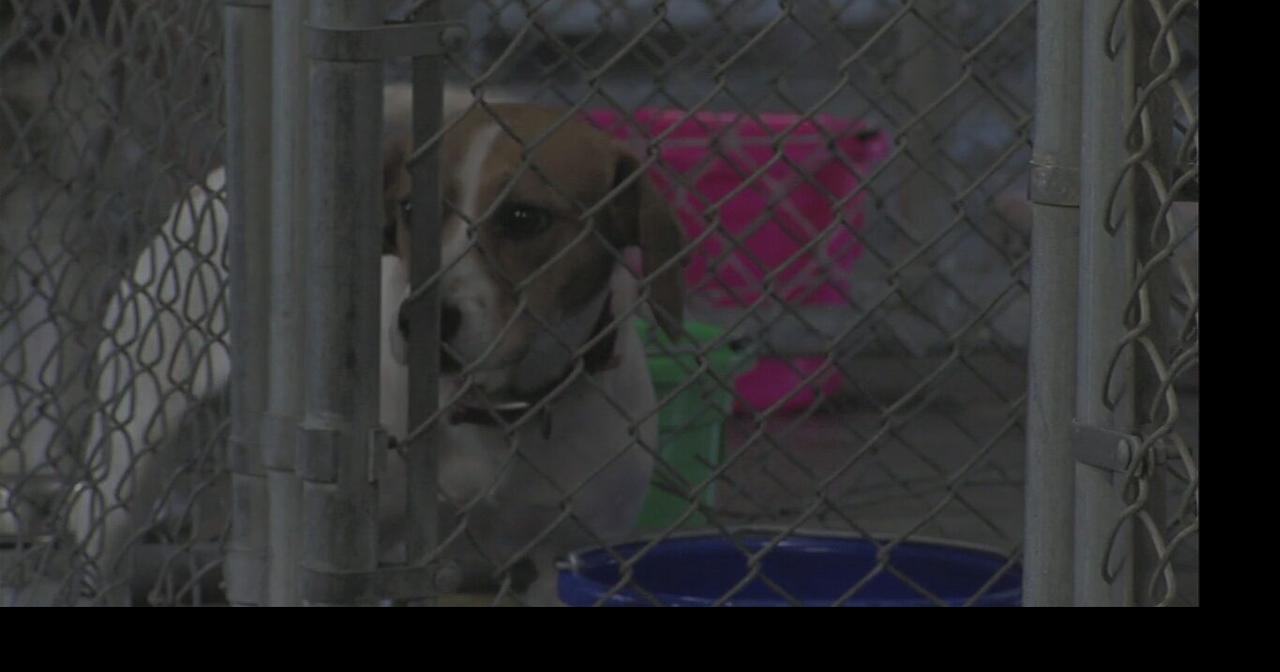One local animal control facility is running out of space | News ...
