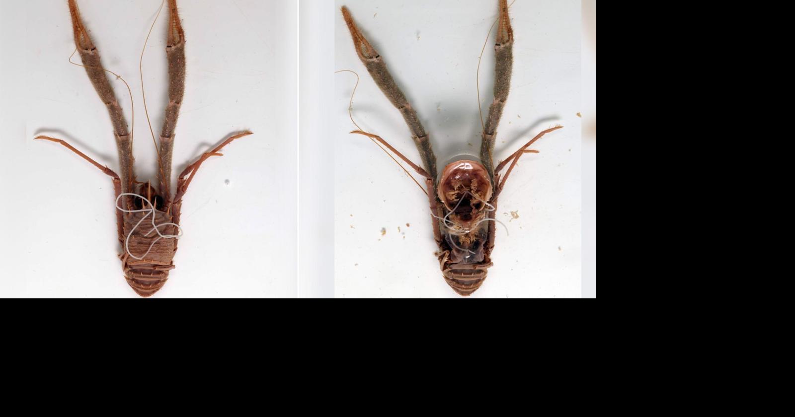 ‘Zombifying’ worms are evolutionary oddballs, missing genes all other ...